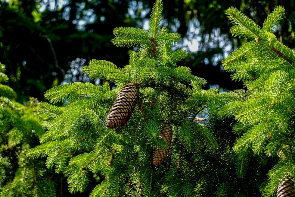 PINE ESSENTIAL OIL: NATURE'S EVERGREEN ELIXIR - Fleur Aromatherapy